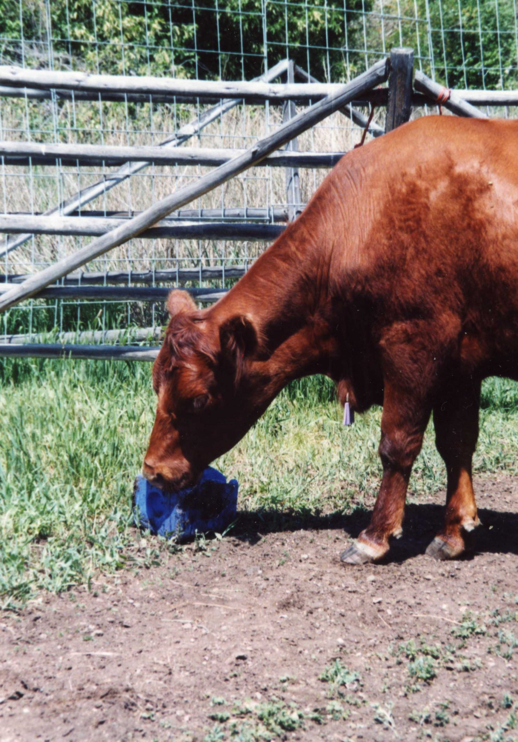 Minimizing Heat Stress in Cattle - Countryside